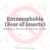 Entomophobia Definition Symptoms Causes Treatments | HealthyTipp